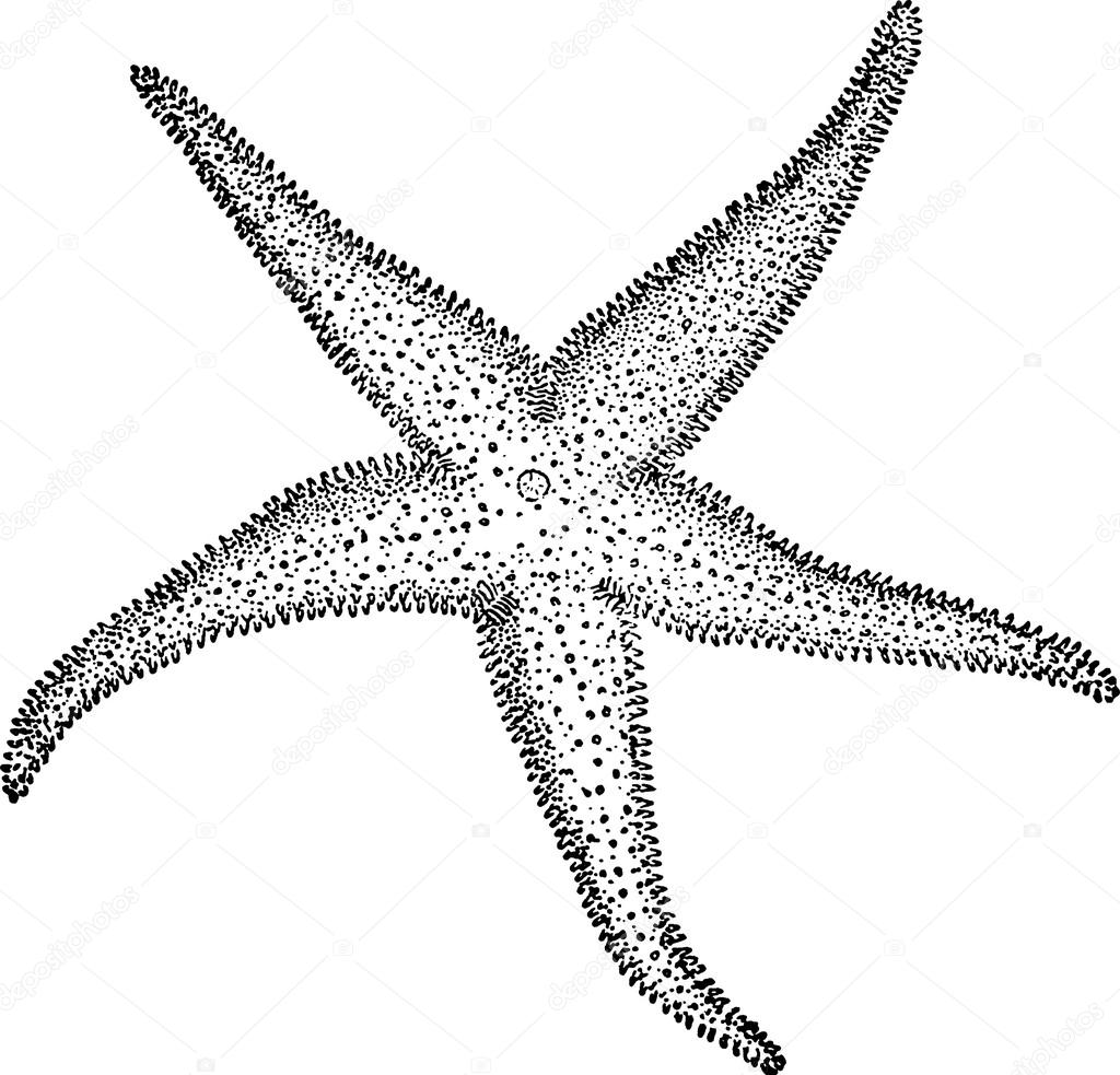 Vintage Starfish Photography
