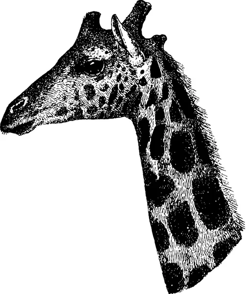 Vintage Ink Drawings Giraffe