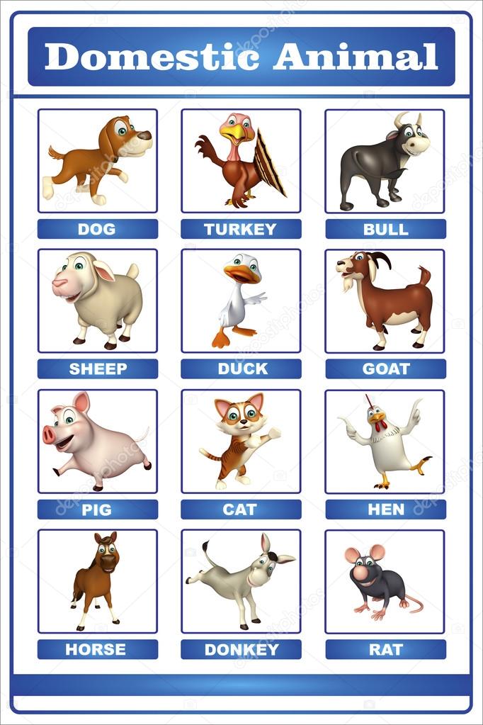 Domastic animal chart Stock Illustration by ©visible3dscience #102406338