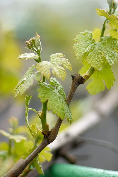 Sprout of Vitis vinifera, grape vine. New leaves sprouting at th ...