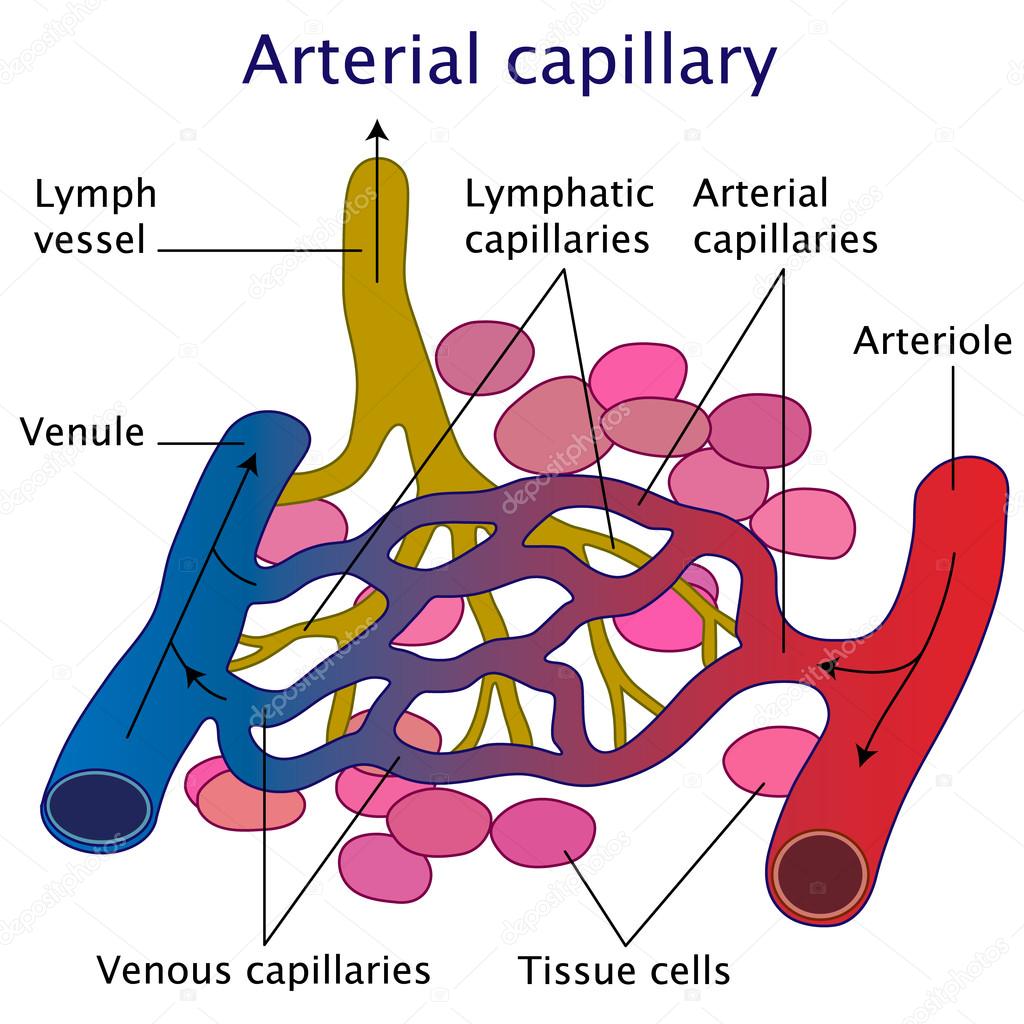 Ilustración del vector capilar arterial Vector de stock #112712604 de ...