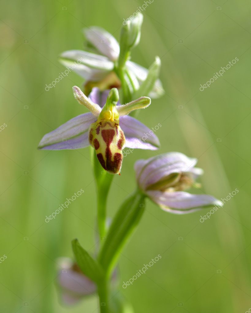 Orquídea de abeja (Ophrys apifera var belgarum) 2023