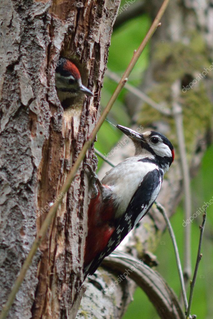 Gran pájaro carpintero moteado (Dendrocopos major) alimentando a los ...