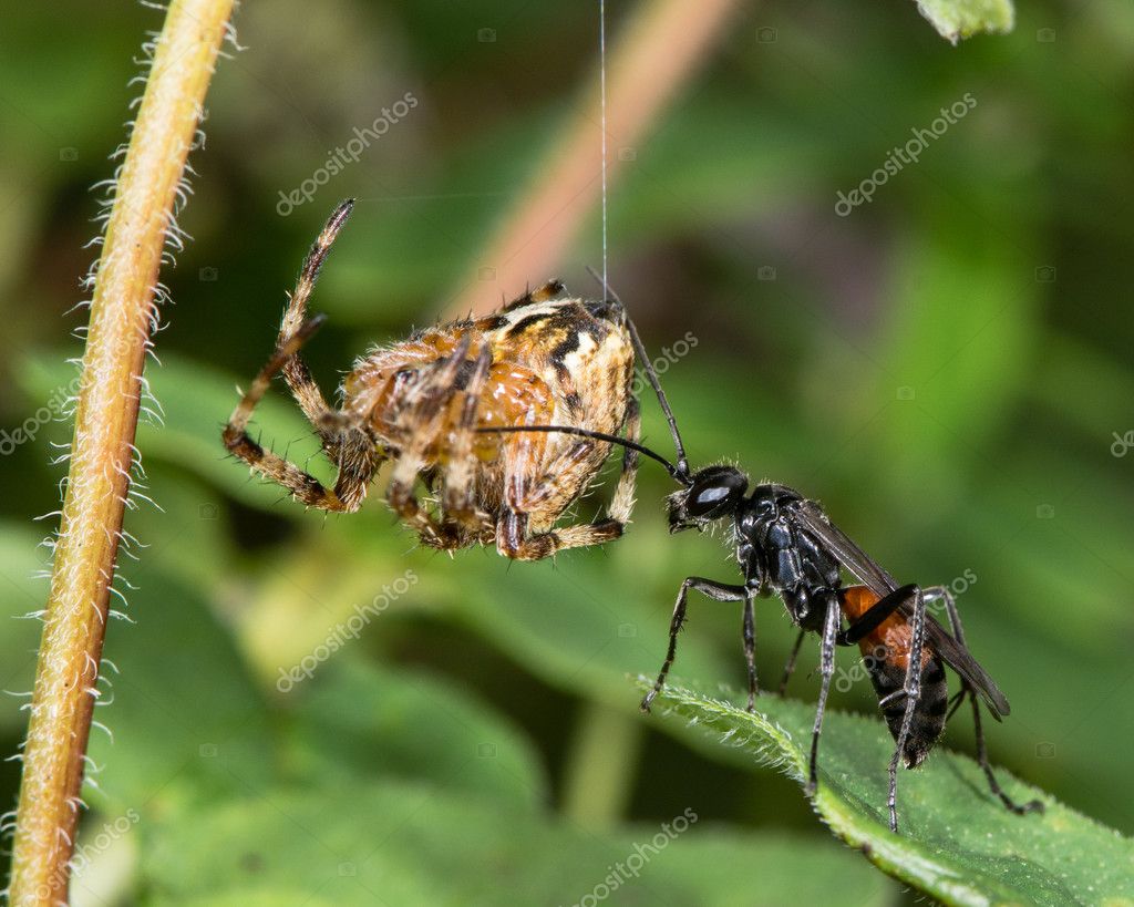 Spider-hunting wasp Caliadurgus fasciatellus with paralysed spider prey hanging on silk thread ...