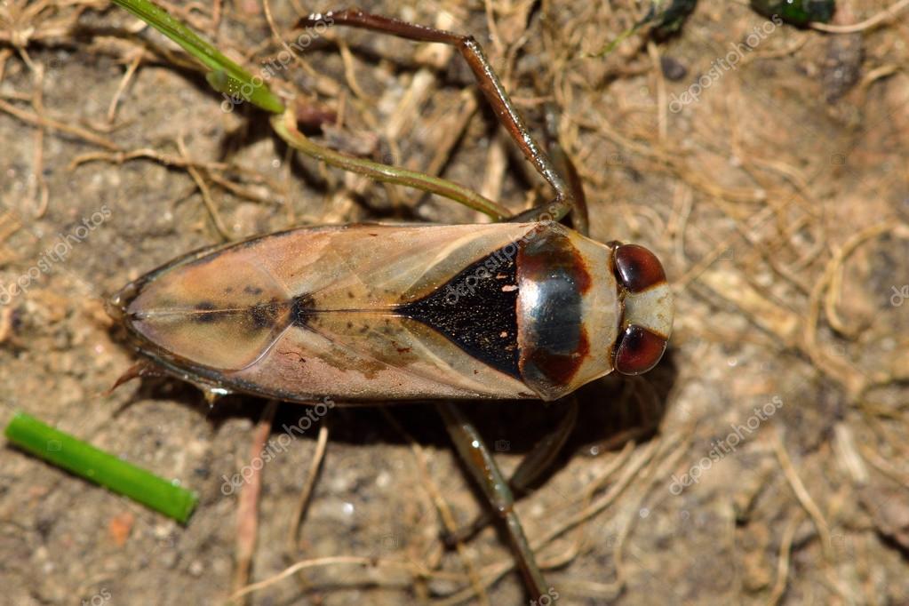 Backswimmer Larvae