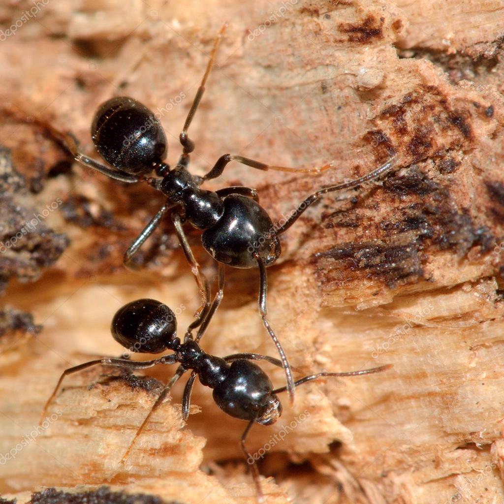 Hormigas negras (Lasius fuliginosus) 2023
