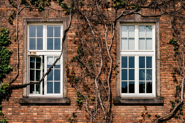 Creepers on windows Stock Photos, Royalty Free Creepers on windows ...