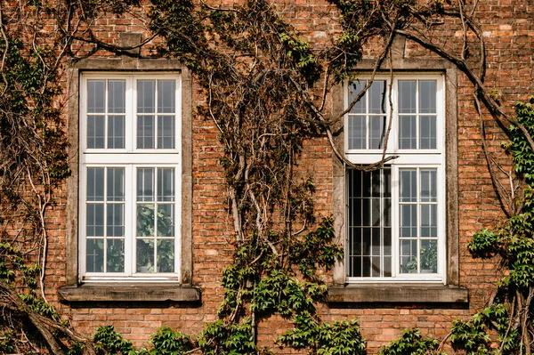 Creepers on windows Stock Photos, Royalty Free Creepers on windows ...