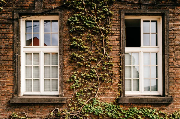 Creepers on windows Stock Photos, Royalty Free Creepers on windows ...