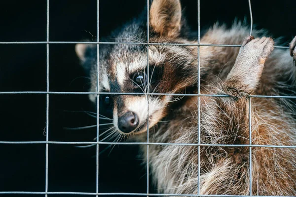 Sad raccoon Stock Photos, Royalty Free Sad raccoon Images | Depositphotos