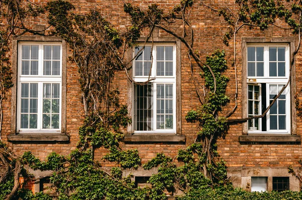 Creepers on windows Stock Photos, Royalty Free Creepers on windows ...