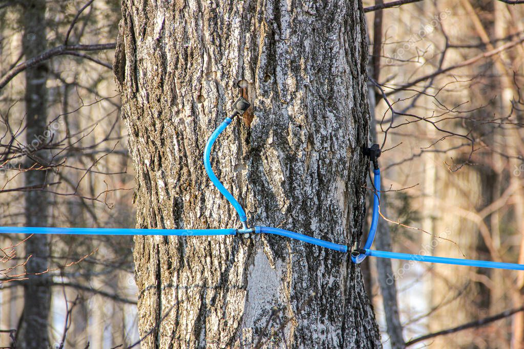 Tocar árboles de arce para hacer jarabe de arce, utilizando tubos de ...
