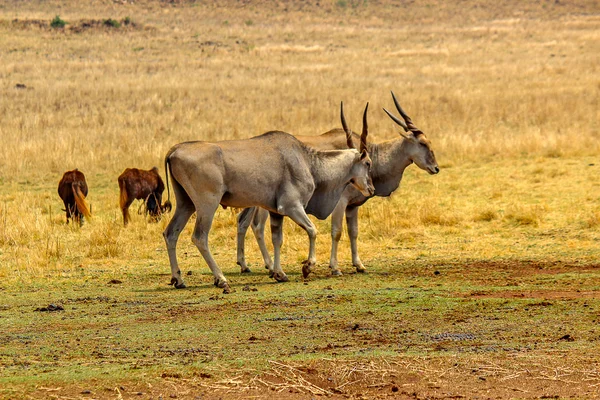 Eland bulls walking - Stock Image - Everypixel