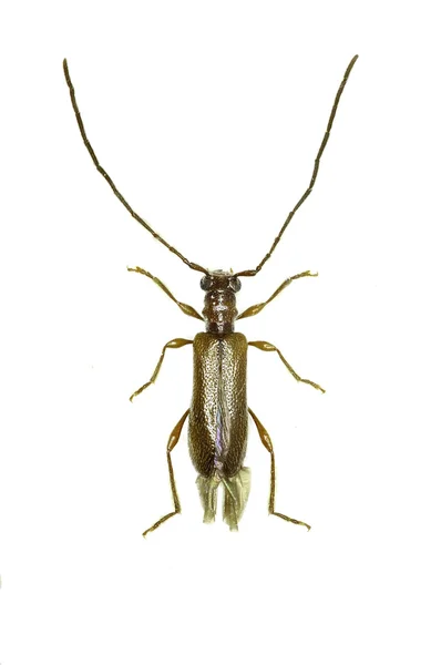 Myledaphus Stock Photos, Royalty Free Myledaphus Images | Depositphotos