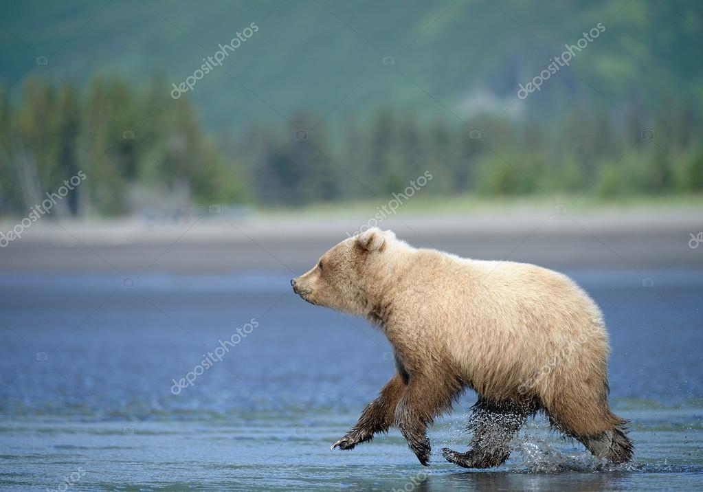 Grizzly bear cub running — Stock Photo © mzphoto #104659940