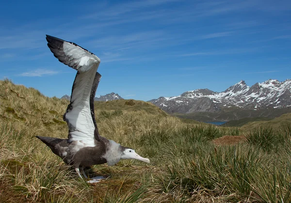 Young wandering albatross displaying Stock Photo by ©mzphoto 104662430