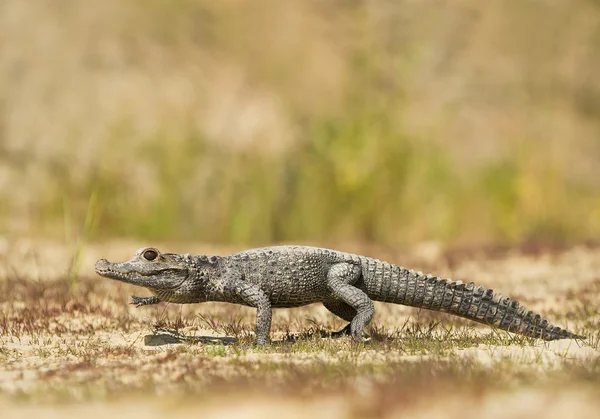 Dwarf crocodile Stock Photos, Royalty Free Dwarf crocodile Images ...