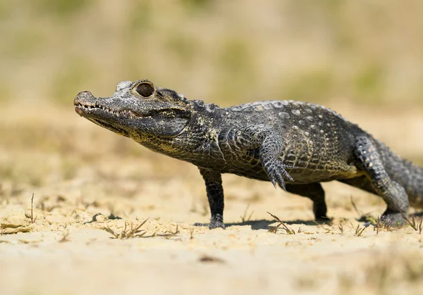 Dwarf crocodile Stock Photos, Royalty Free Dwarf crocodile Images ...