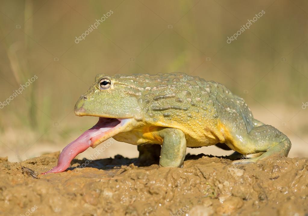 Toad Mouth Open