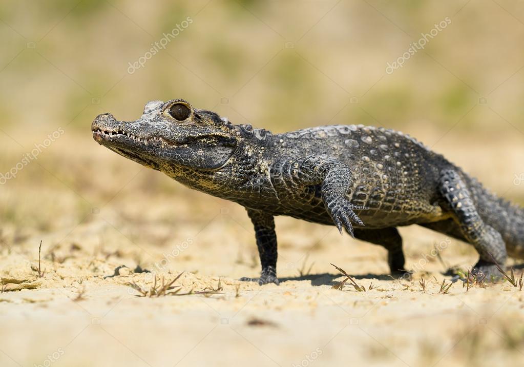 Dwarf crocodile walking Stock Photo by ©mzphoto 104664260
