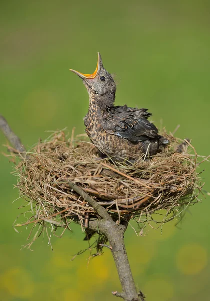 Common blackbird chick Stock Photo by ©mzphoto 104733842
