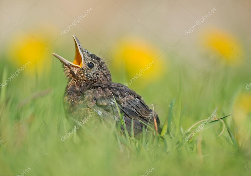Common blackbird chick Stock Photo by ©mzphoto 104733842
