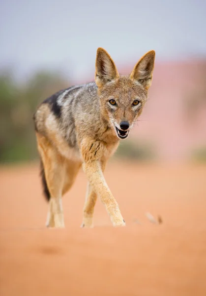 Jackal Stock Photos, Royalty Free Jackal Images | Depositphotos