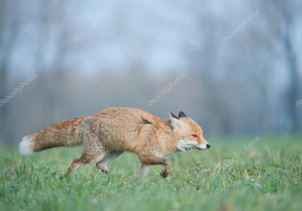 Red Fox Running