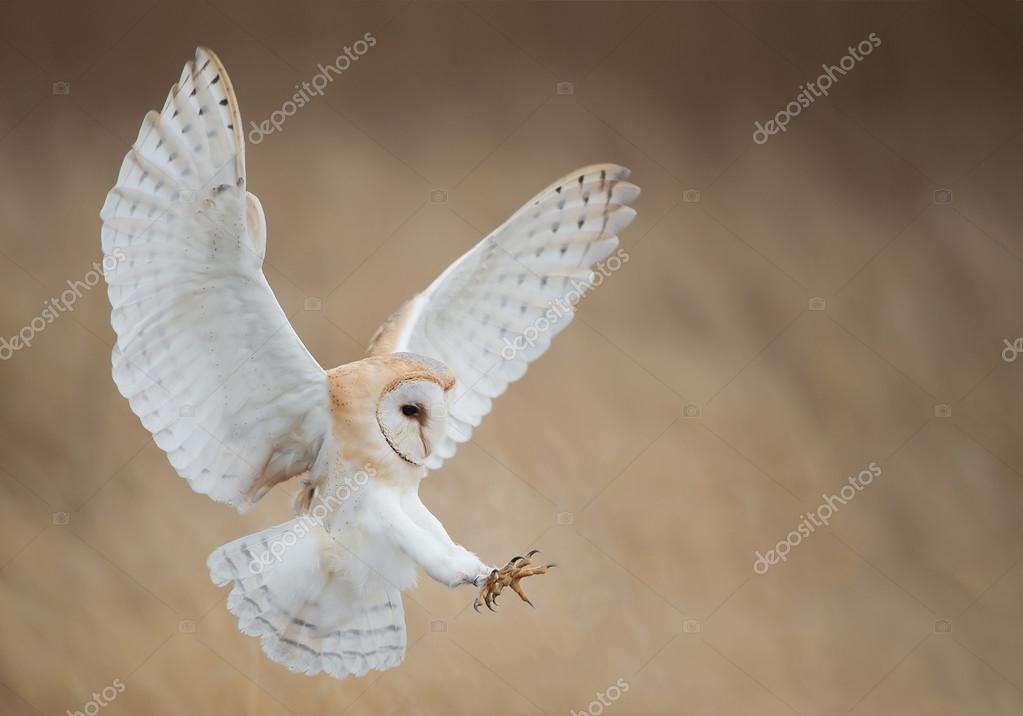 Barn Owls In Flight Close Up