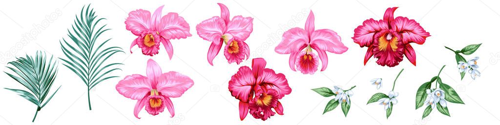 6,859 Çiçek orkide Vector Images | Depositphotos