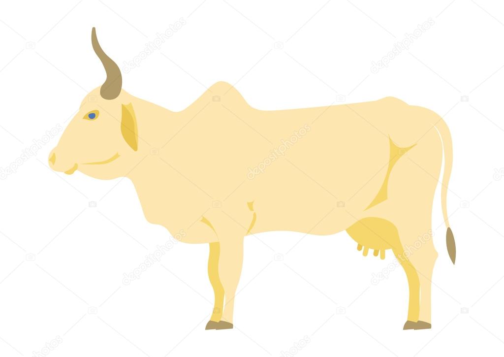 Indian cow vector illustration. Indian cow on the white background ...