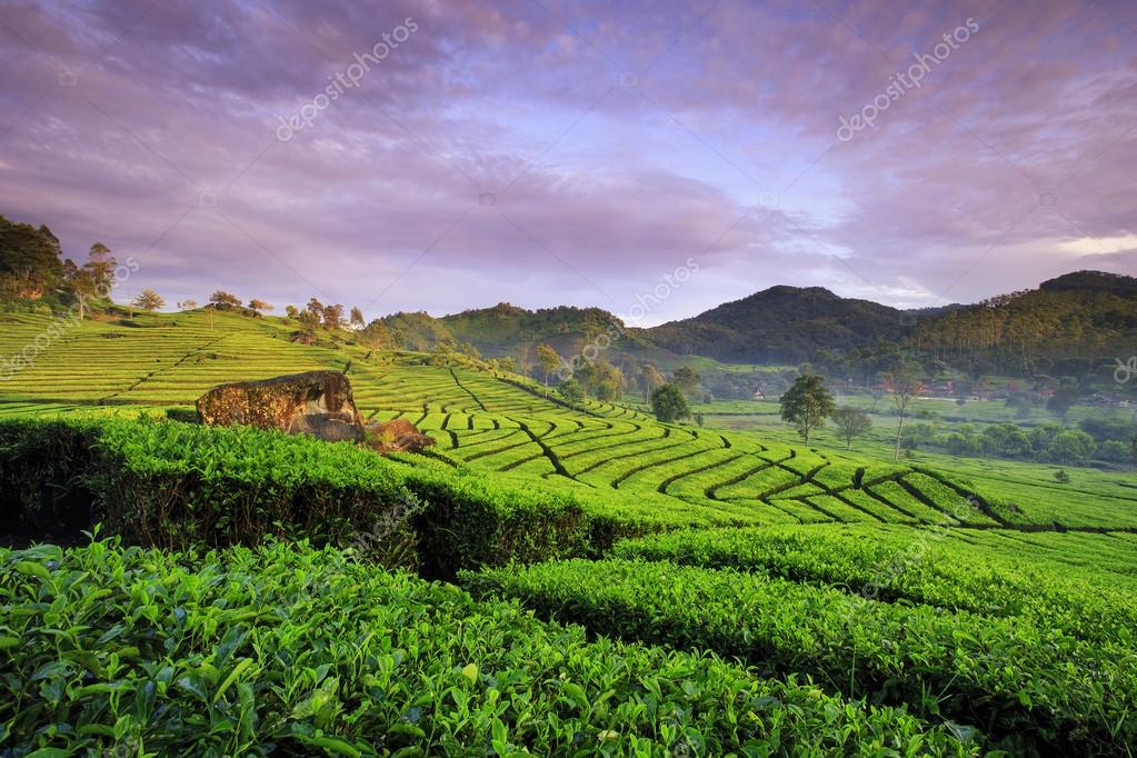Beautiful Tea Plantation location Rancabali Ciwidey West Java Stock ...
