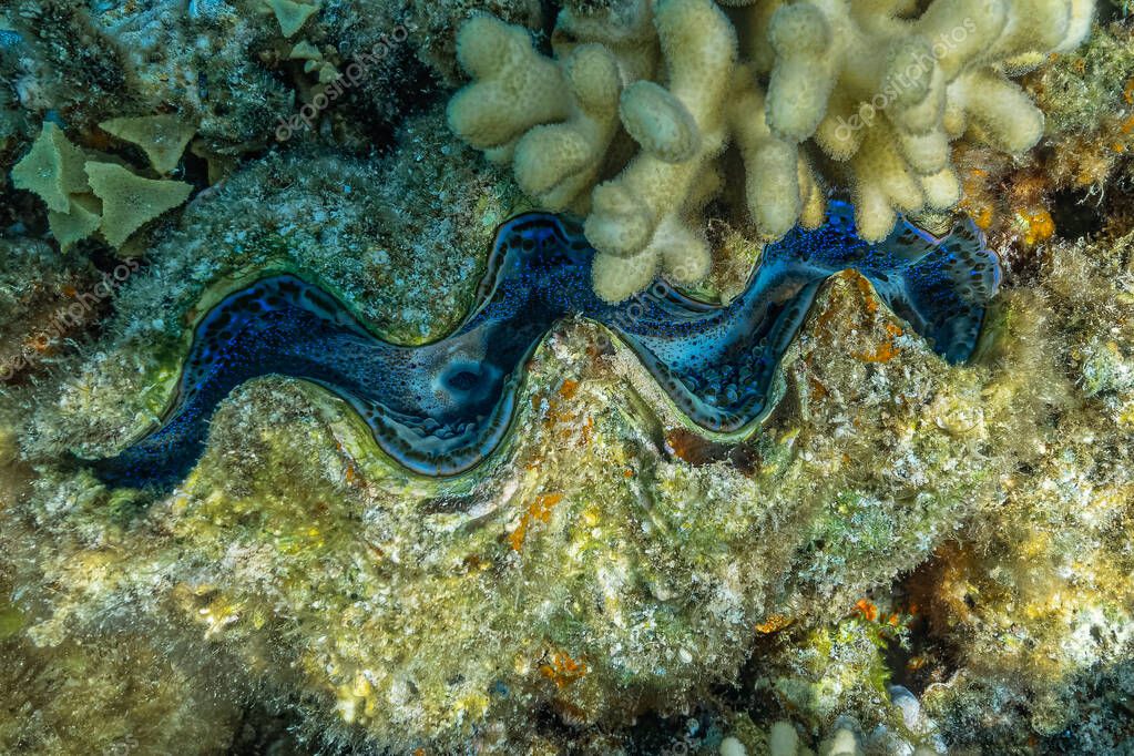 Vista submarina de una almeja gigante (Tridacna Gigas), Sexy almeja ...