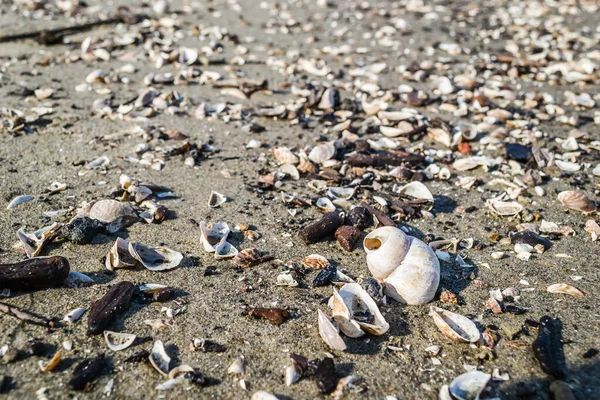 지상에 포탄 Stock Photos, Royalty Free 지상에 포탄 Images | Depositphotos