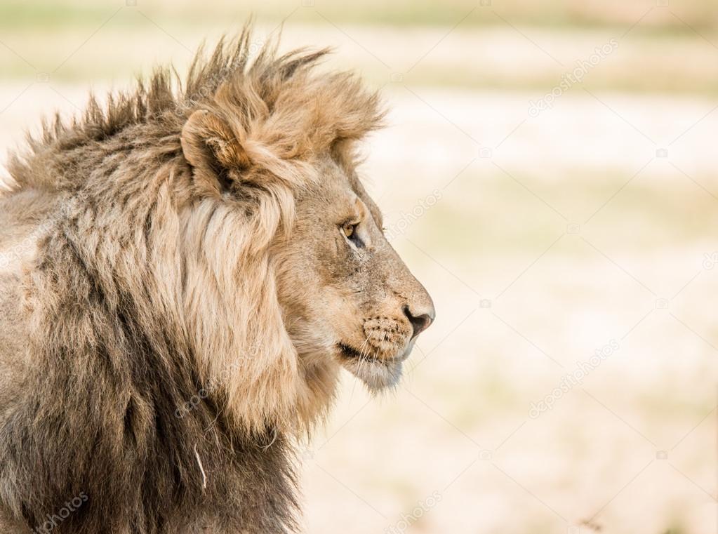 Lion Profile