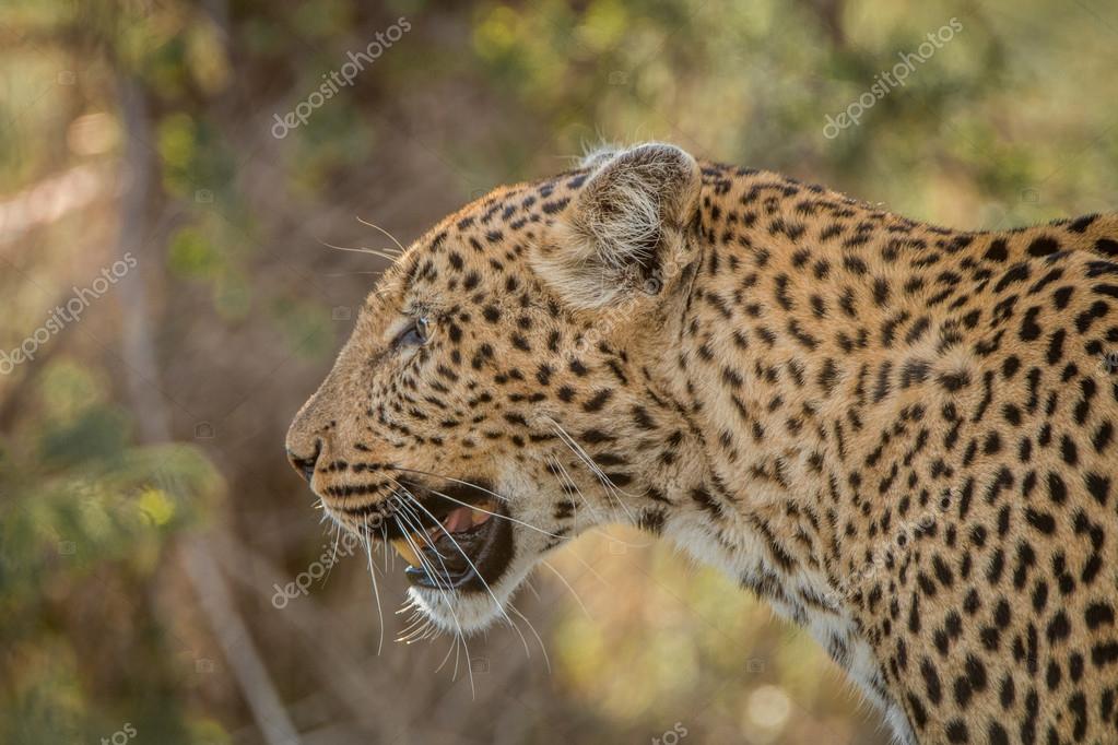 Leopard Profile