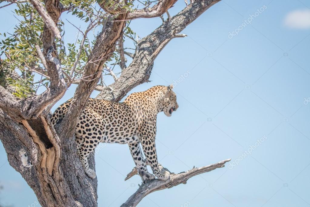 Leopard in a tree — Stock Photo © Simoneemanphotography #103707918