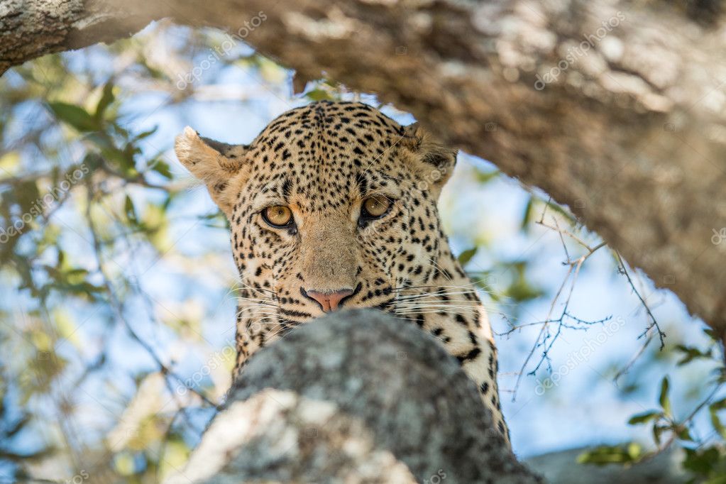 Léopard dans un arbre . — Photo de stock par ©Simoneemanphotography ...