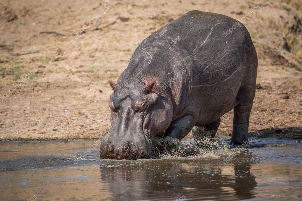 Un hipopótamo caminando en el agua en el Kruger. 2022