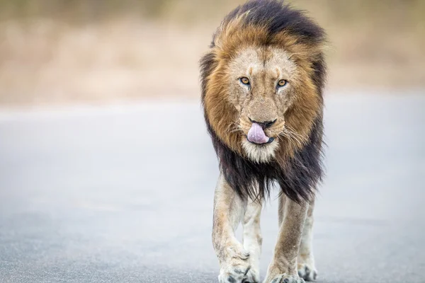 Imágenes: leon caminando | León caminando — Foto de stock © jayprince ... Imágenes: leon caminando | León caminando — Foto de stock © jayprince ...