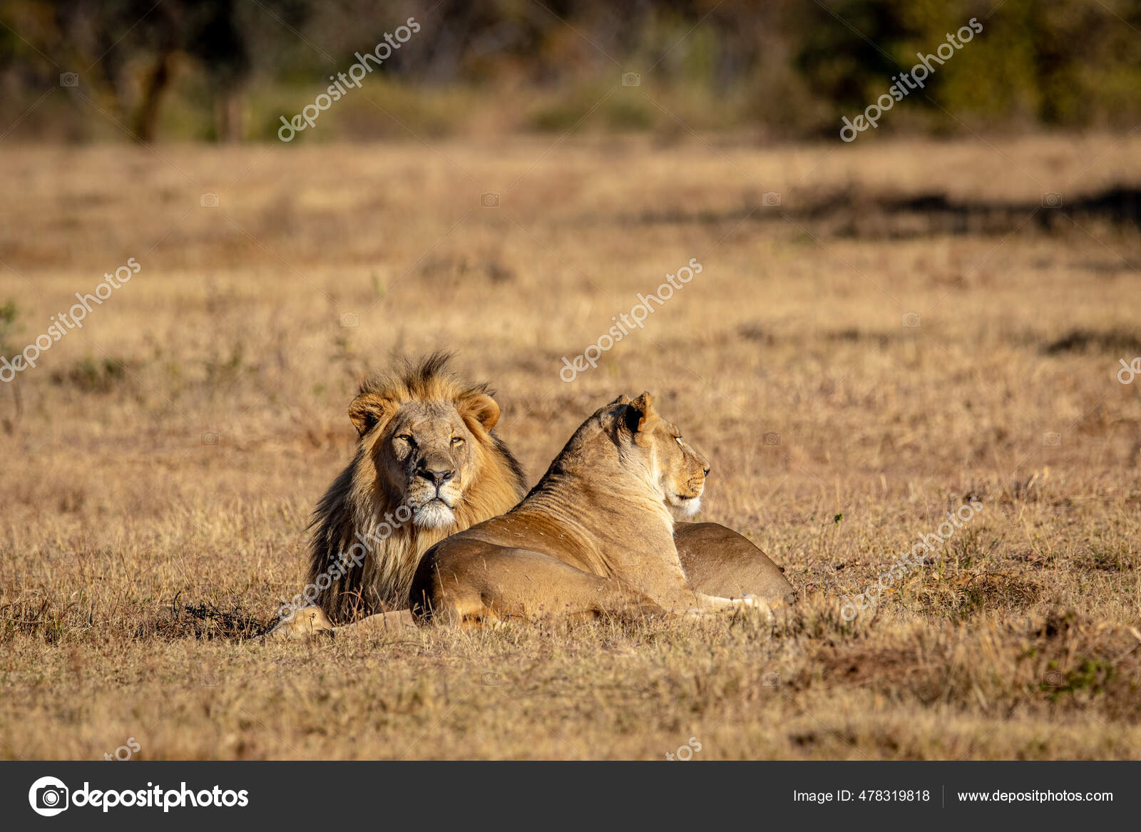 Mating Lion Couple Laying Grass Wgr South Africa Stock Photo by ...