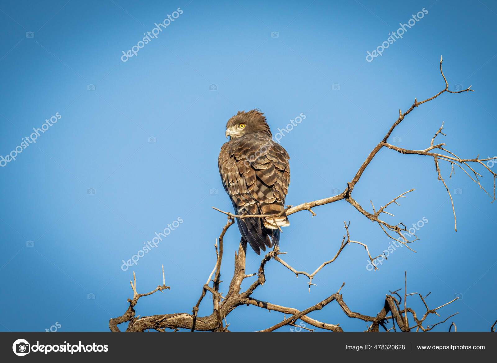 African Snake Eagle