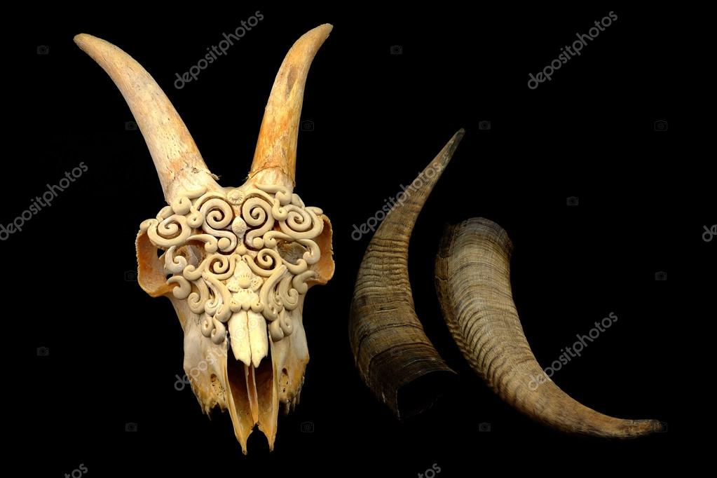 Cráneo de cabra decorado con arcilla polimérica (cuerno original sin ...