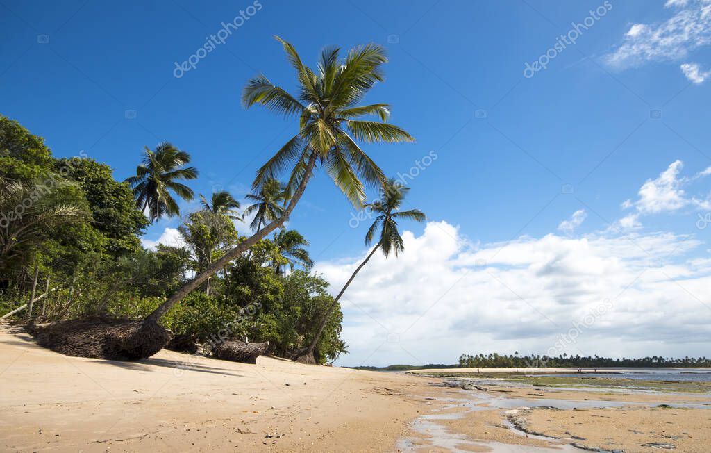 Playa tropical con cocoteros en la isla de Boipeba en Bahía Brasil. 2024