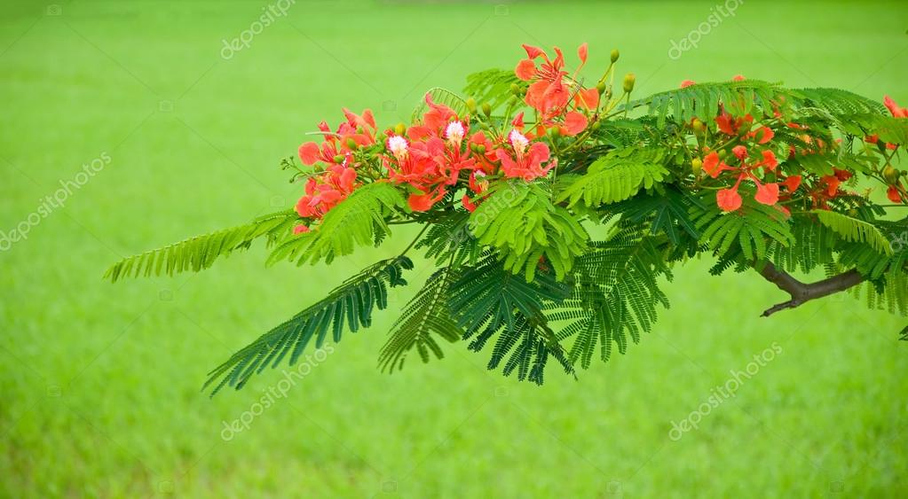 Flamboyant tree flowering Stock Photo by ©danhvc.gmail.com 107498060