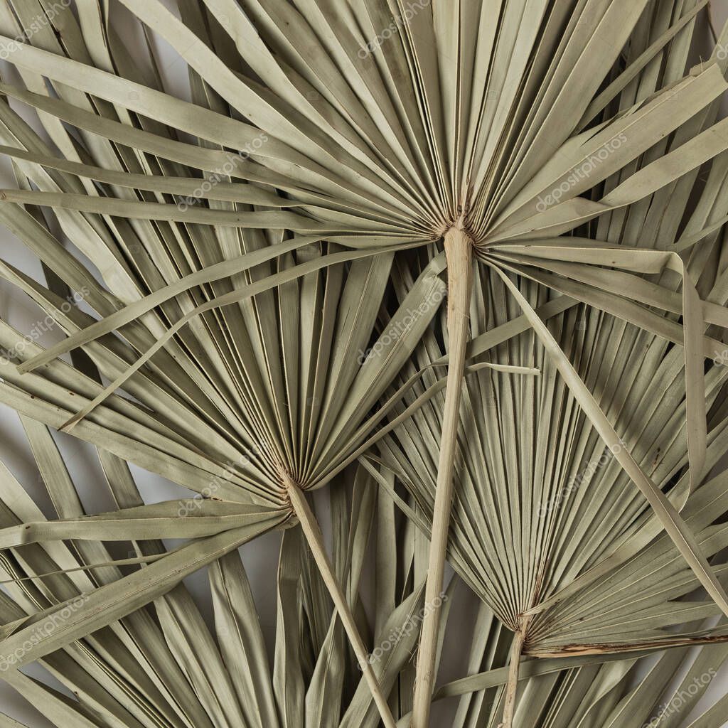 Primer plano del fondo aislado de la hoja de palma tropical seca ...