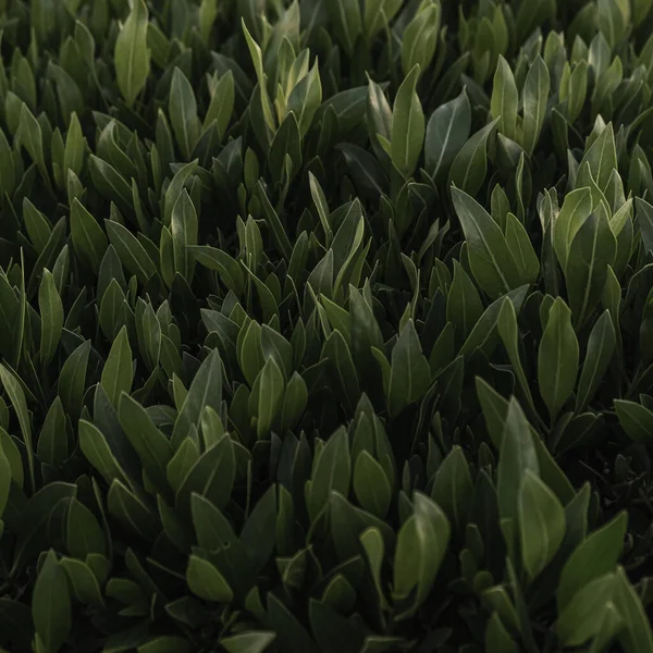 Deep green color Stock Photos, Royalty Free Deep green color Images ...