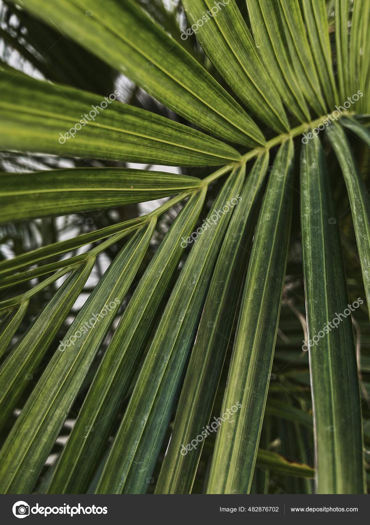 Palm Tree Leaf Texture