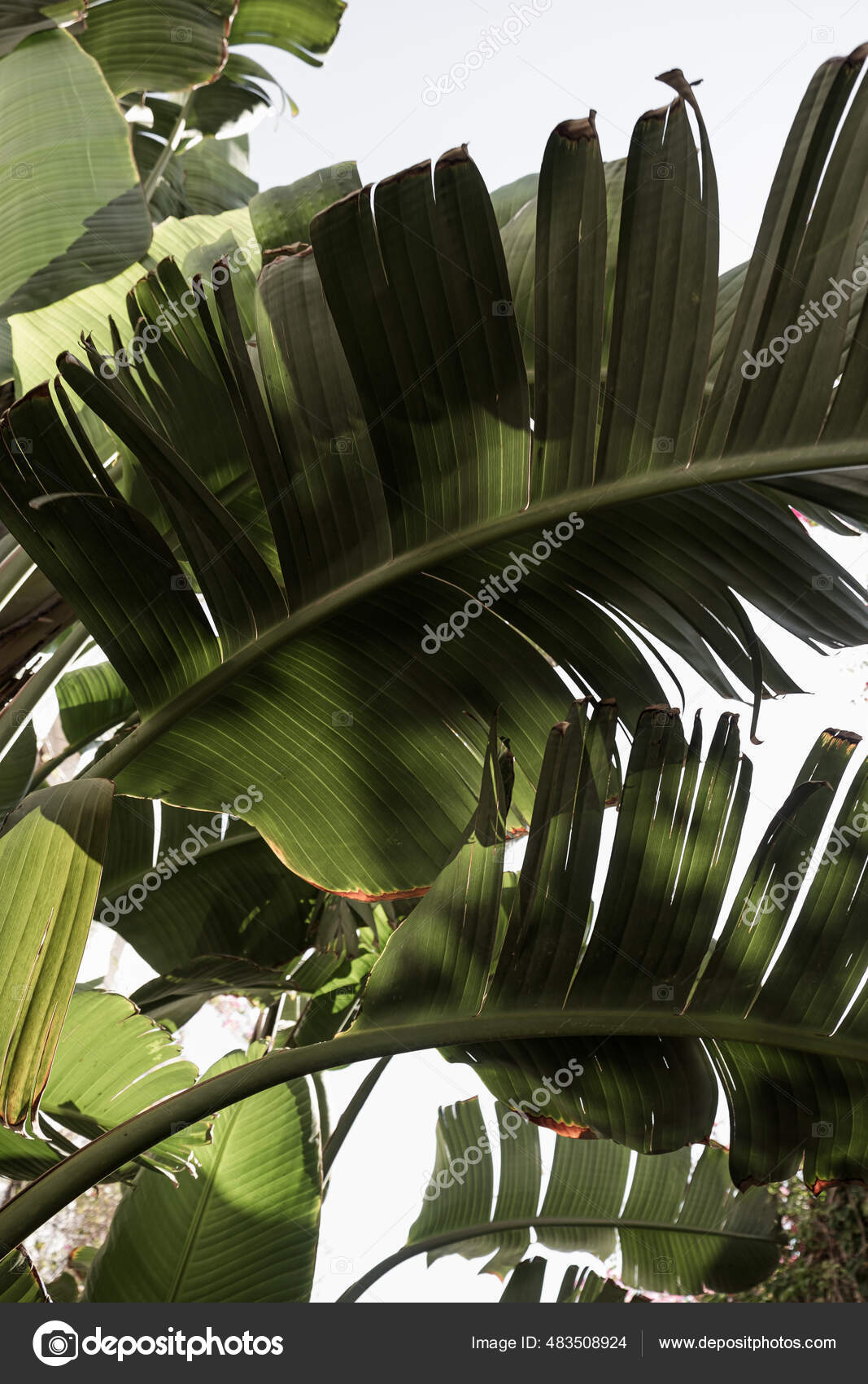 Coconut Palm Tree Leaves Beautiful Summer Exotic Tropical Nature ...