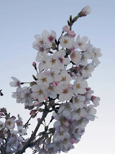 Tokyo,Japan-March 26, 2021: Closeup of Sakura Cherry blossoms in full ...